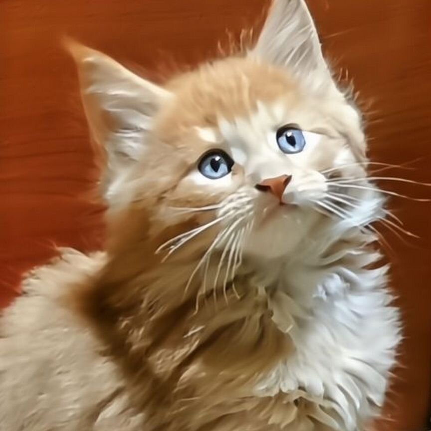 Мейн-кун котёнок