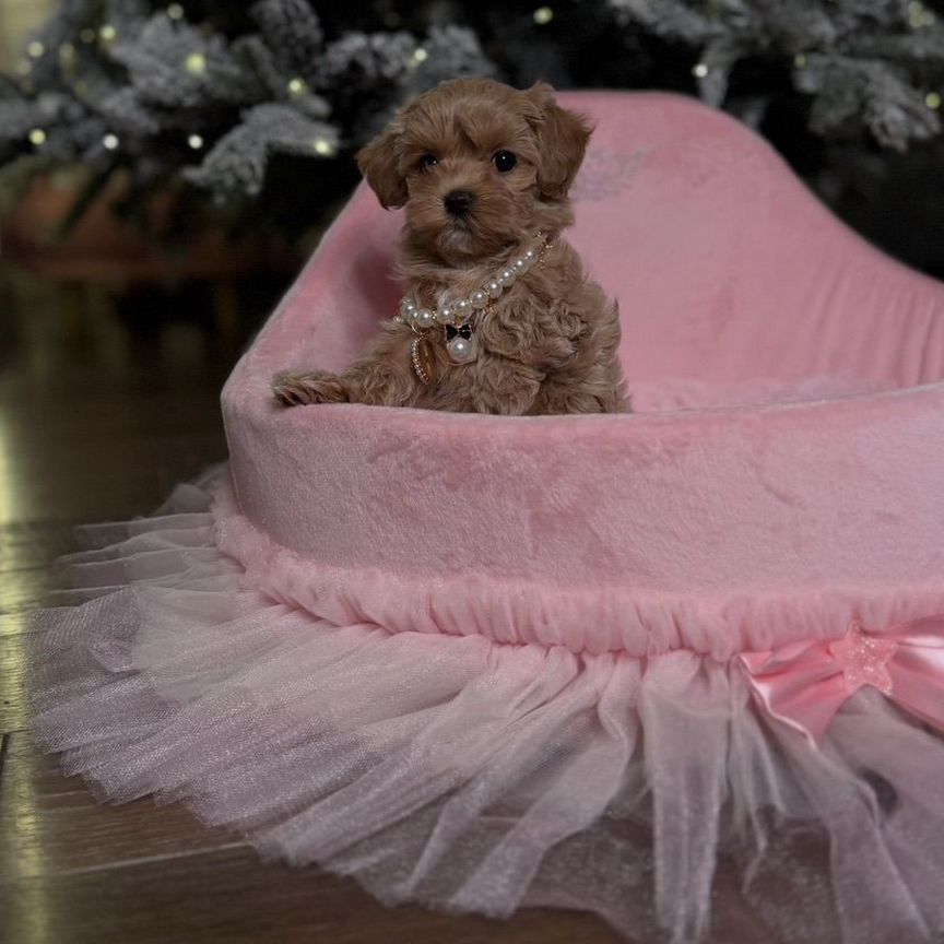 Мальтипу, щенок