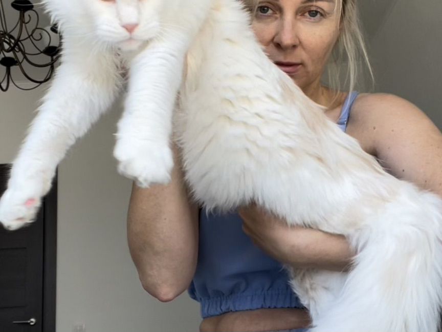 Мейн-кун котята