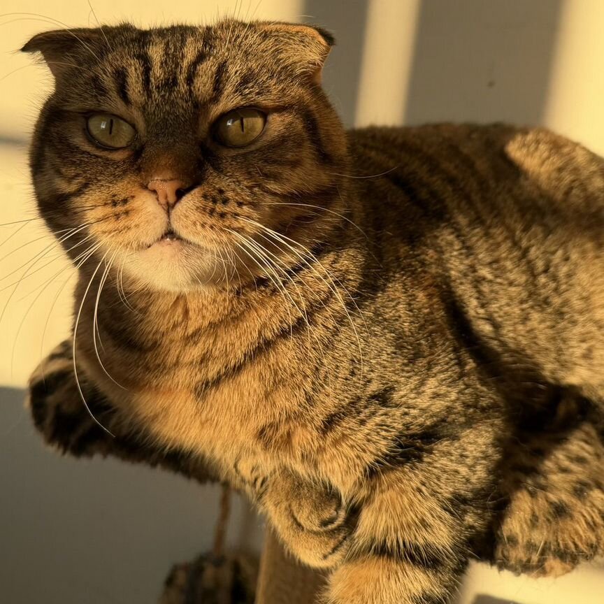 Шотландская вислоухая короткошёрстная, взрослая кошка