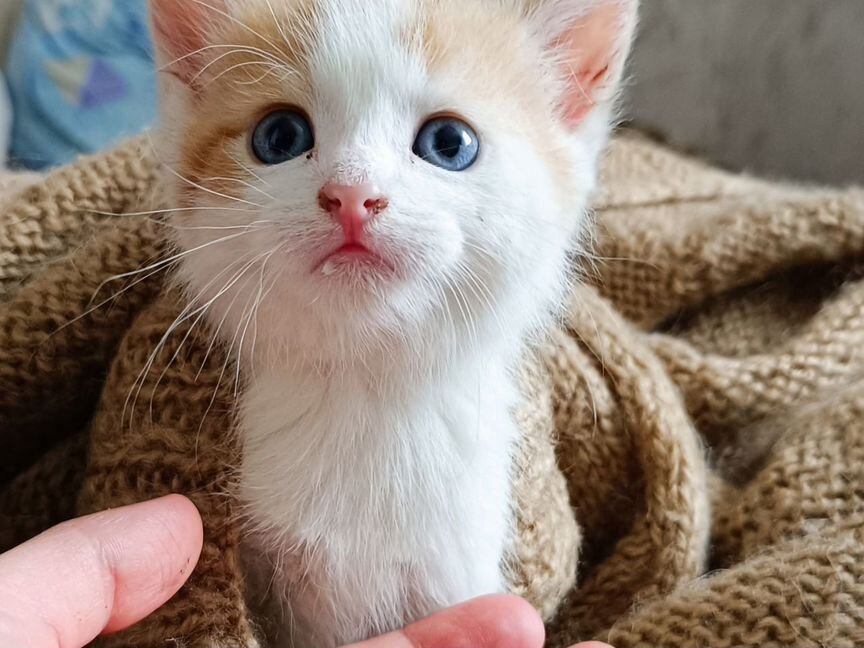 Рыжий котёнок ищет верного хозяина