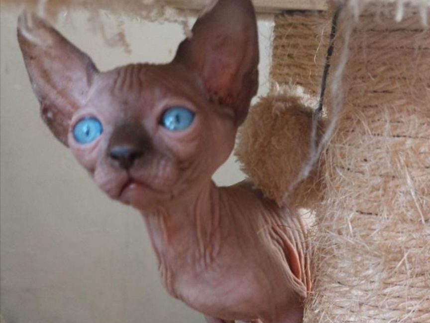 Канадский сфинкс