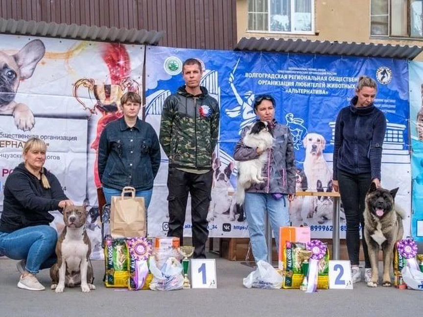 Американский стаффордширский терьер вязка