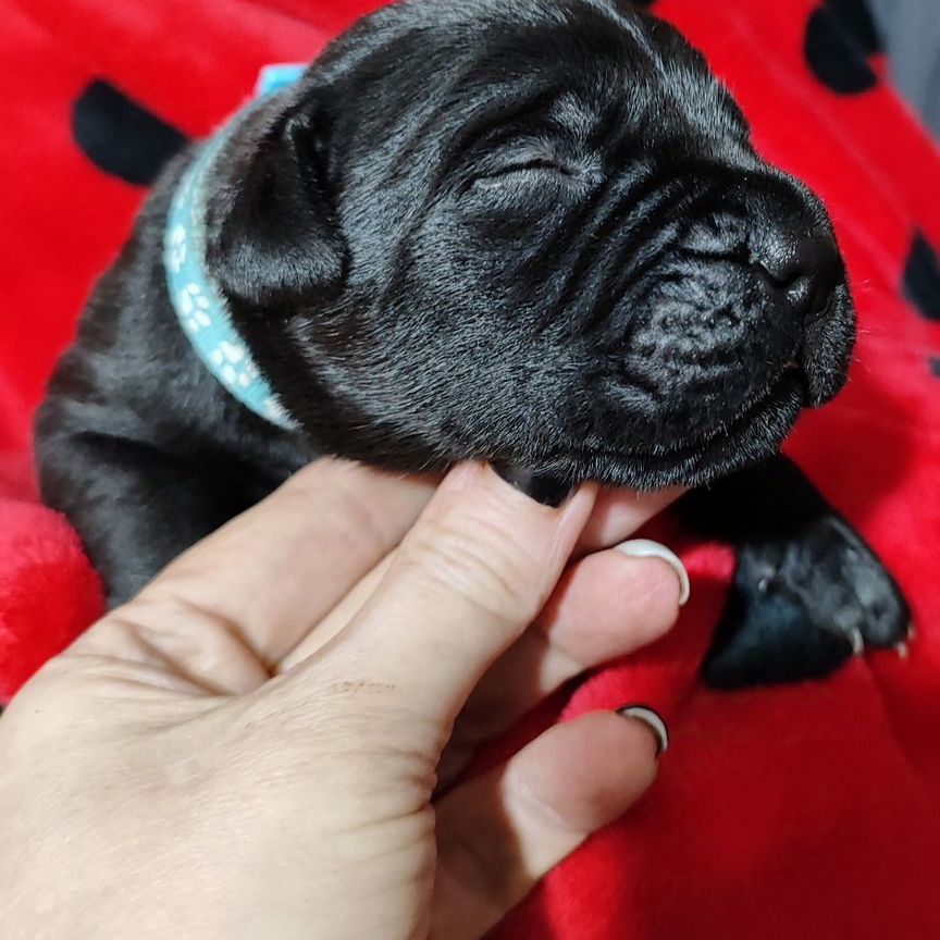 Щенки Кане-Корсо