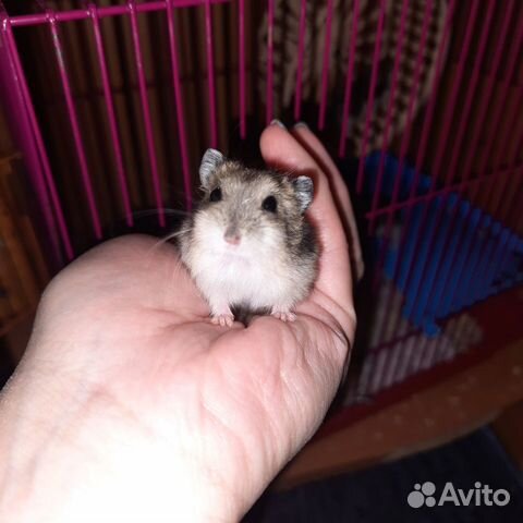 Джунгарский хомяк