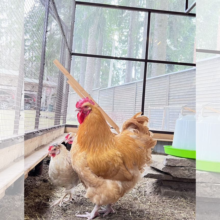 Семья петушок   курочка Орпингтон