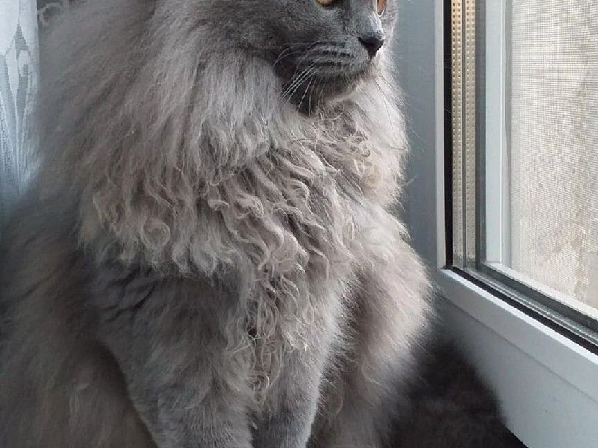 Отдам бесплатно котика