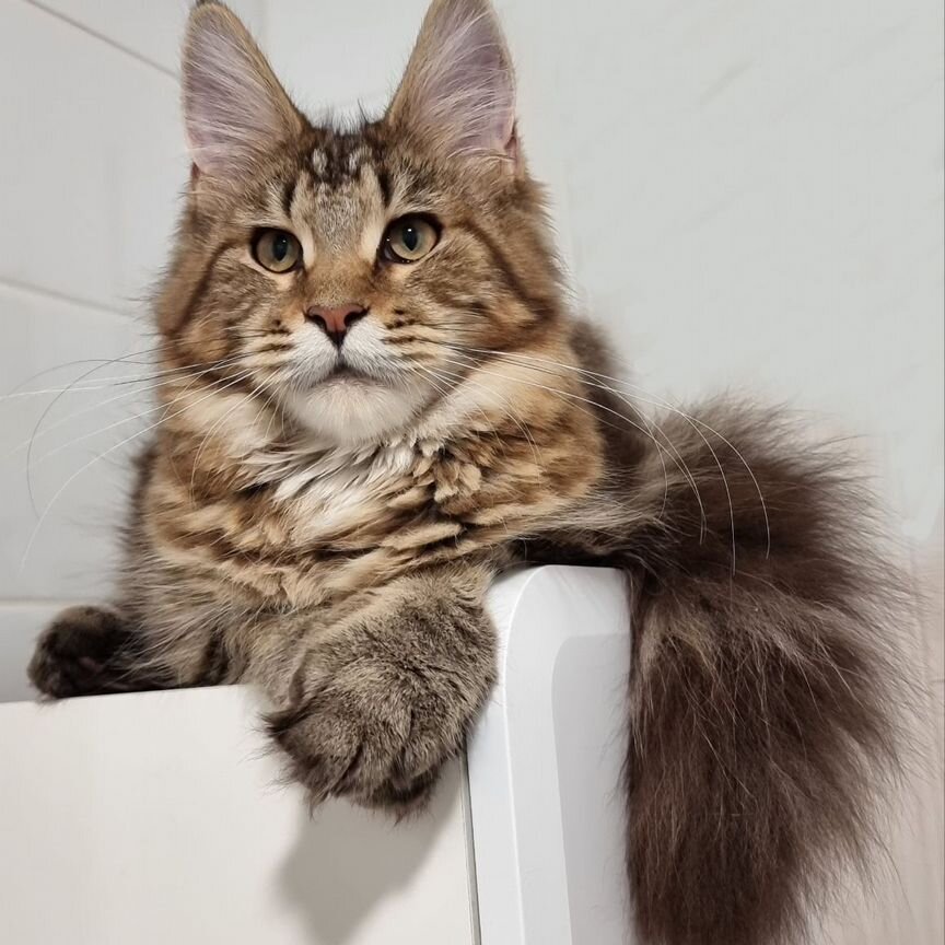 Милашка мейн-куняшка