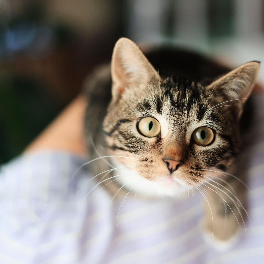 Котёнок Тася ищет дом