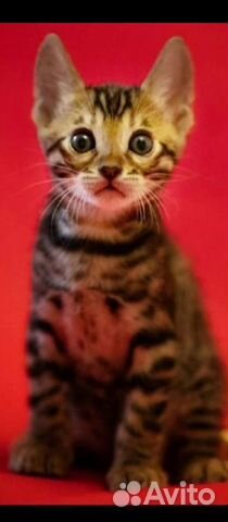 Бенгальская кошка