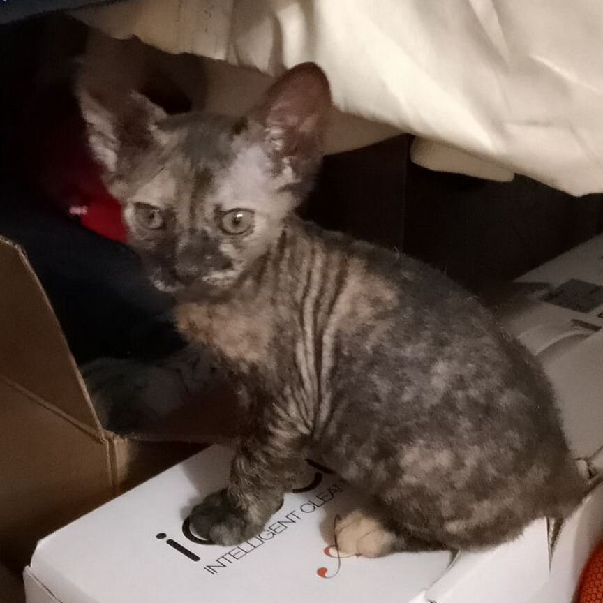 Донской сфинкс котята