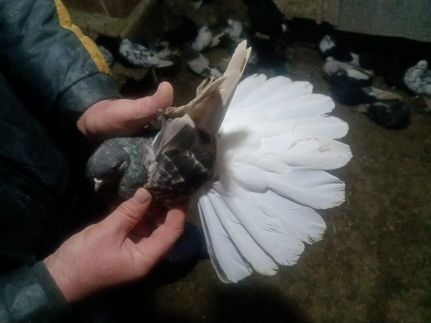 Николаевские голуби