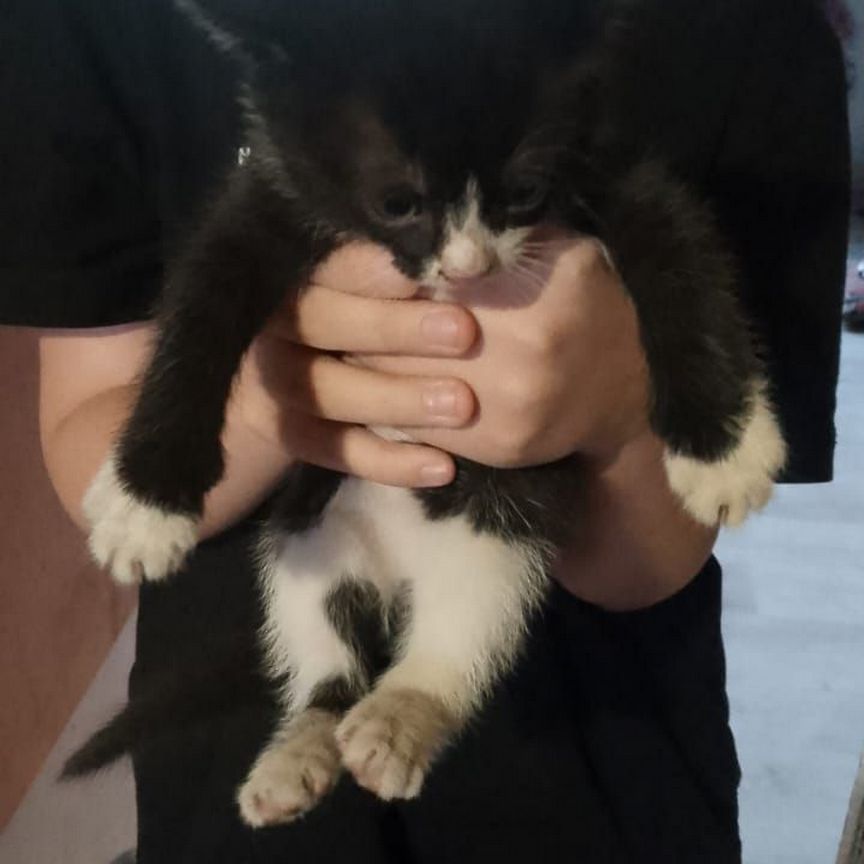 Катяда в добрые руки