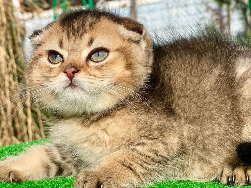 Шотландский кренделек