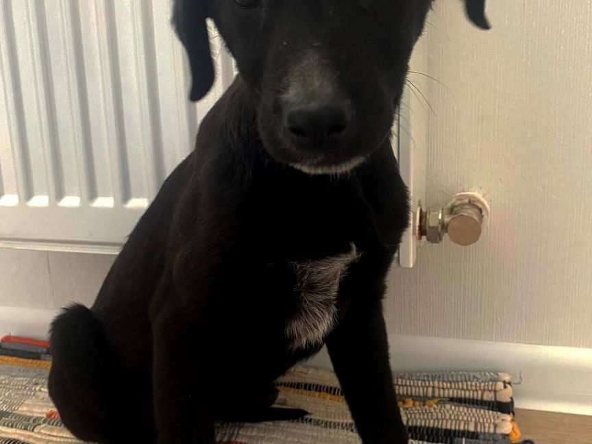 Переезд. Отдам собаку бесплатно