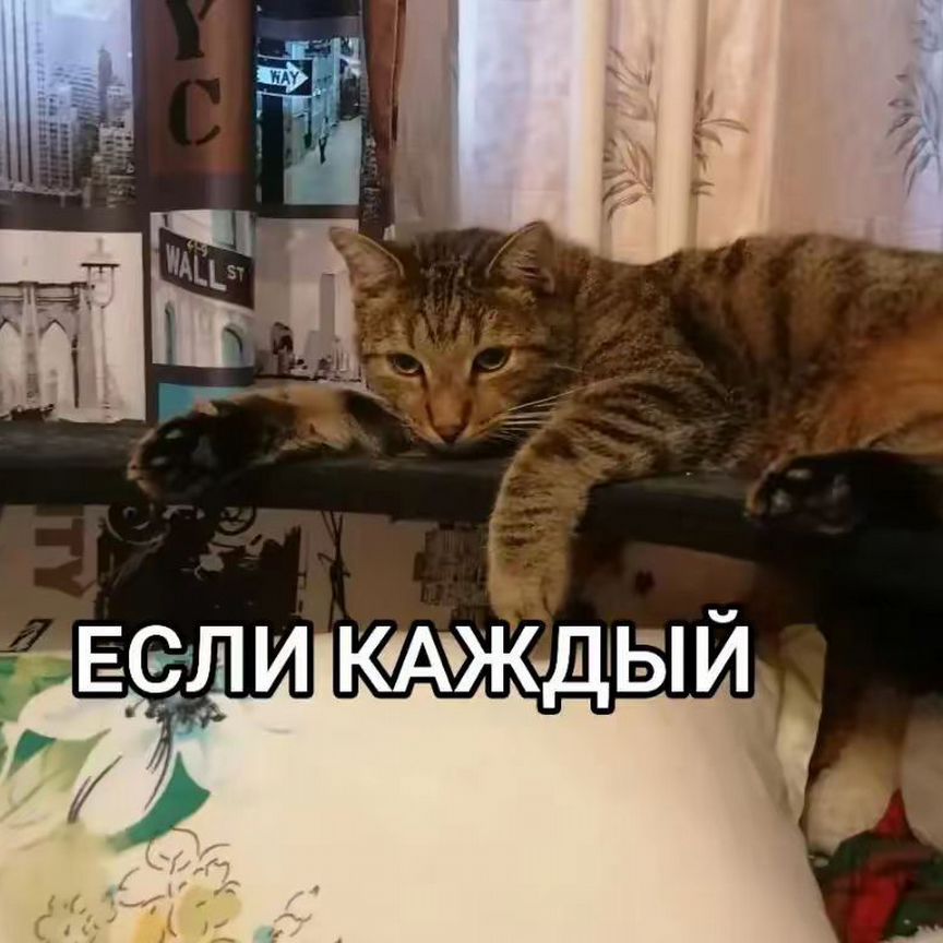 Благотворительность: сбор котам на корм и лечение