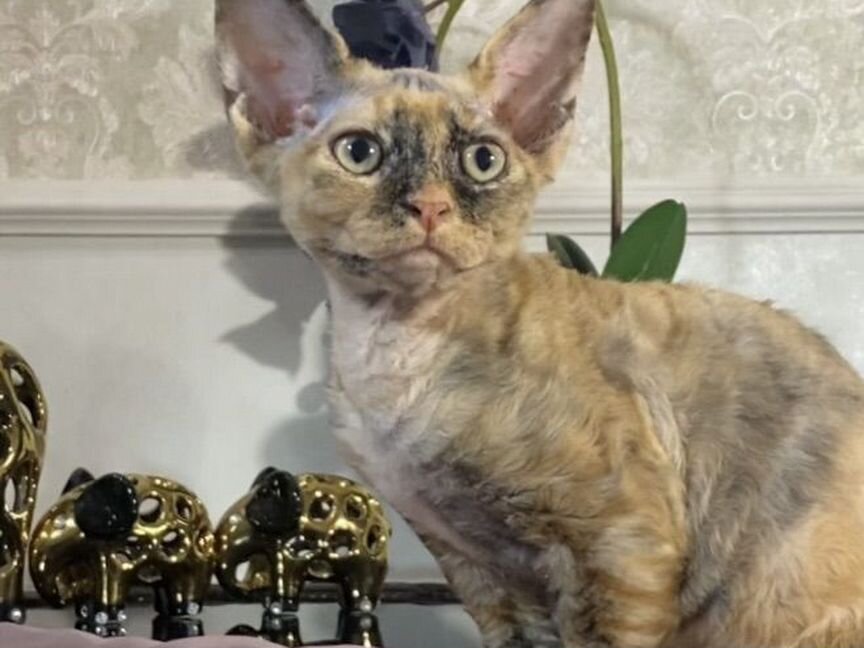 Девочка черепахового окраса