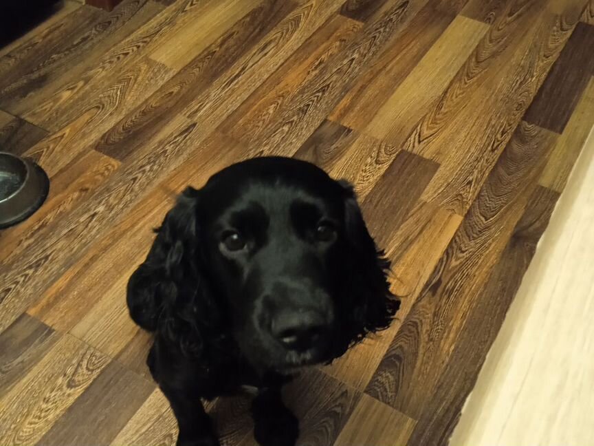 Продаю щенков руского спаниеля