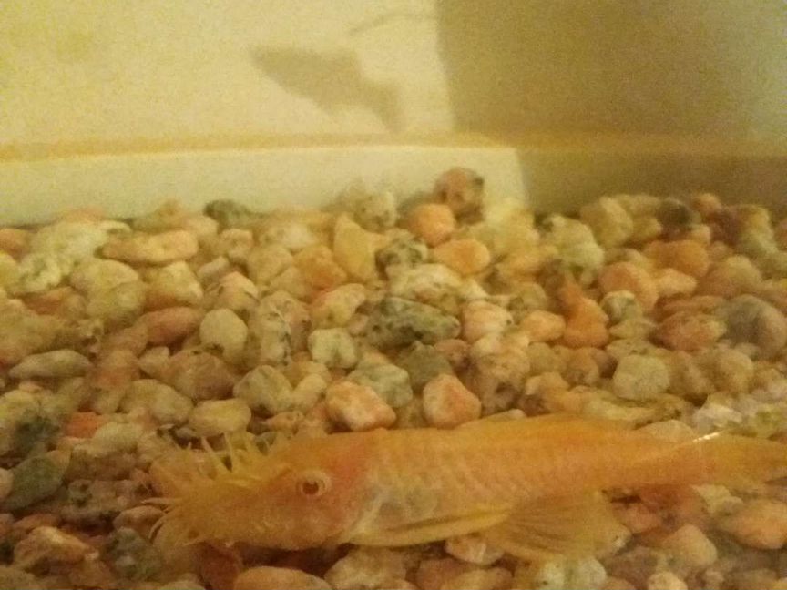 Сомики Анциструс золотой