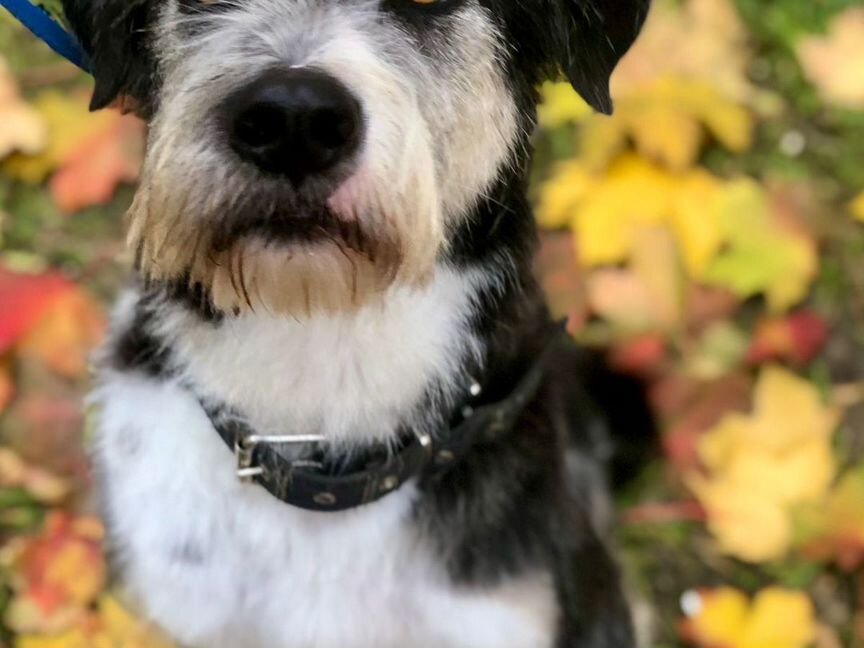 Метис Ризеншнауцера Дюша 3 года ищет дом