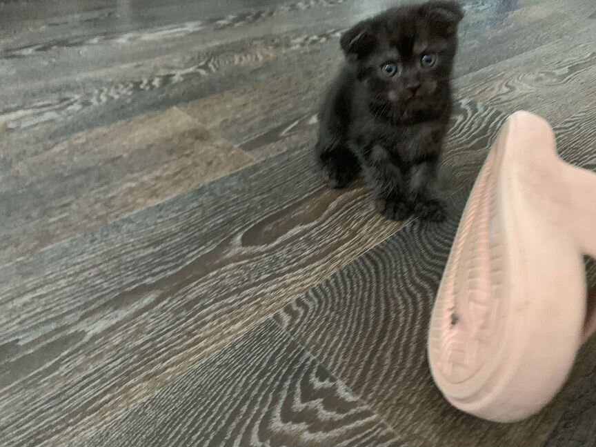 Британские котята