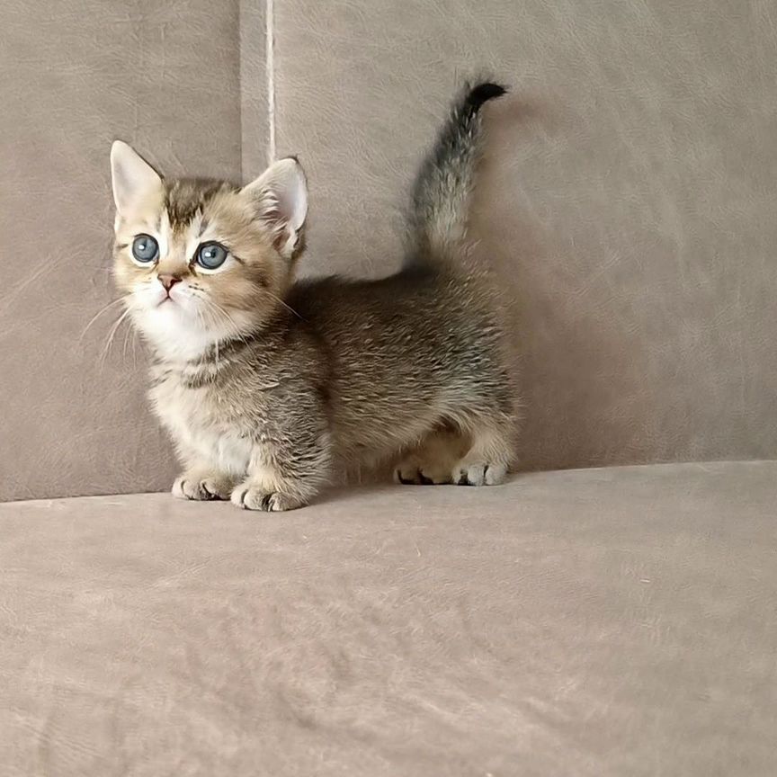 Коротколапая девочка