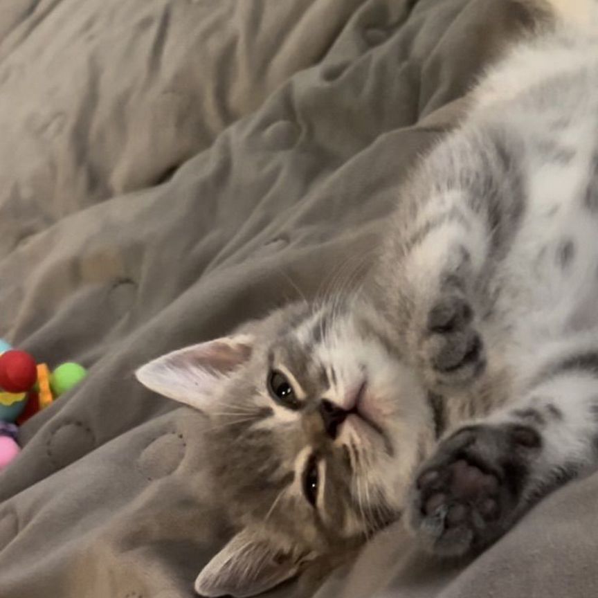 Котенок