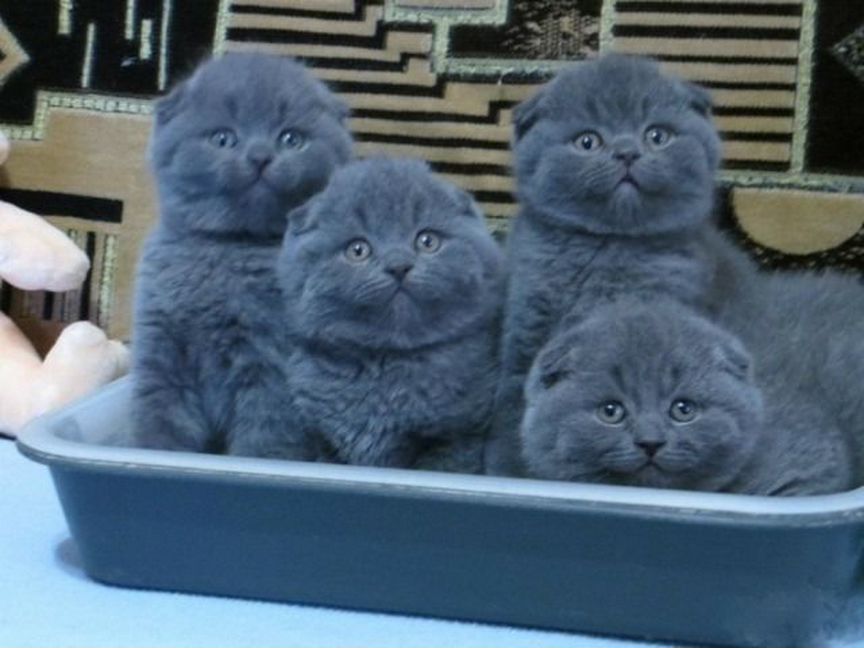 Шотландские котята