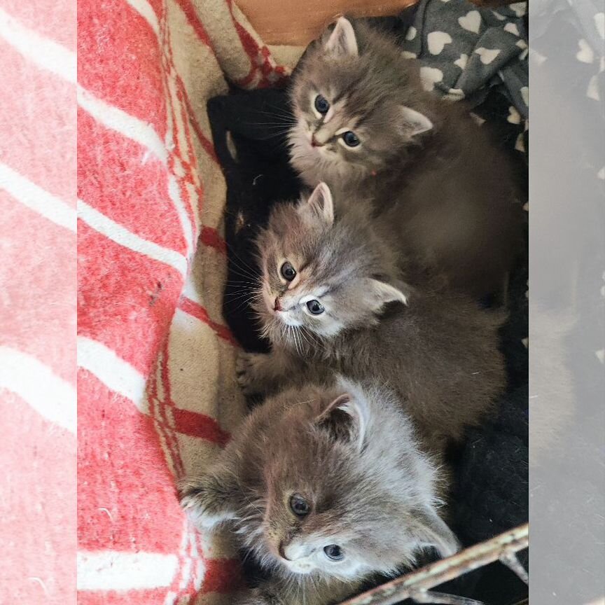 Темно серенькие пепельные котята