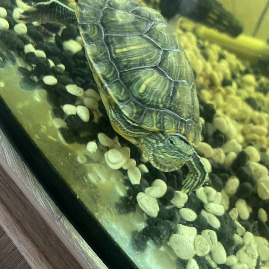 Террариум для черепахи