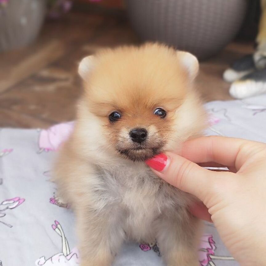 Померанский шпиц мини