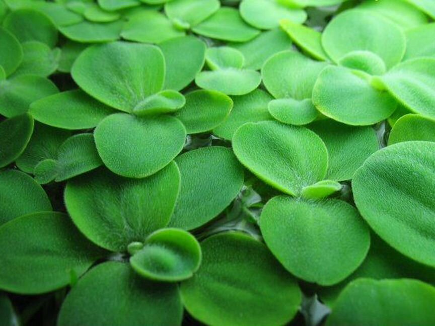 Пистия. Аквариумное растение