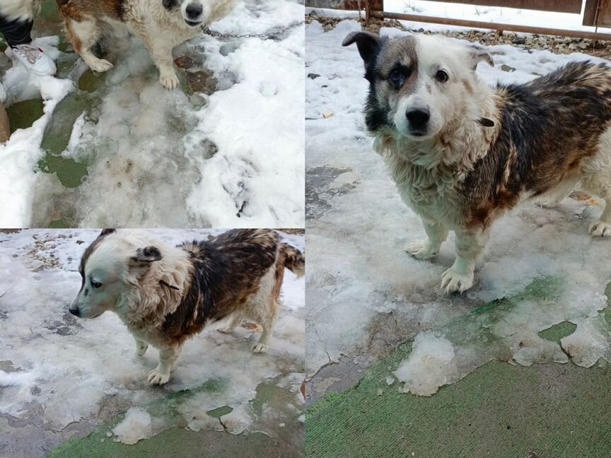 Добрый песик ищет новый дом