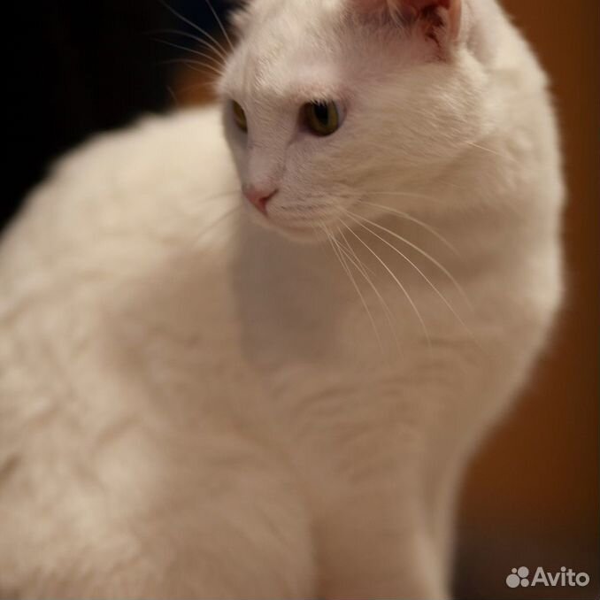 Косоглазый белый кот