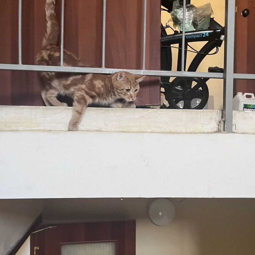 Взрослый кот в добрые руки