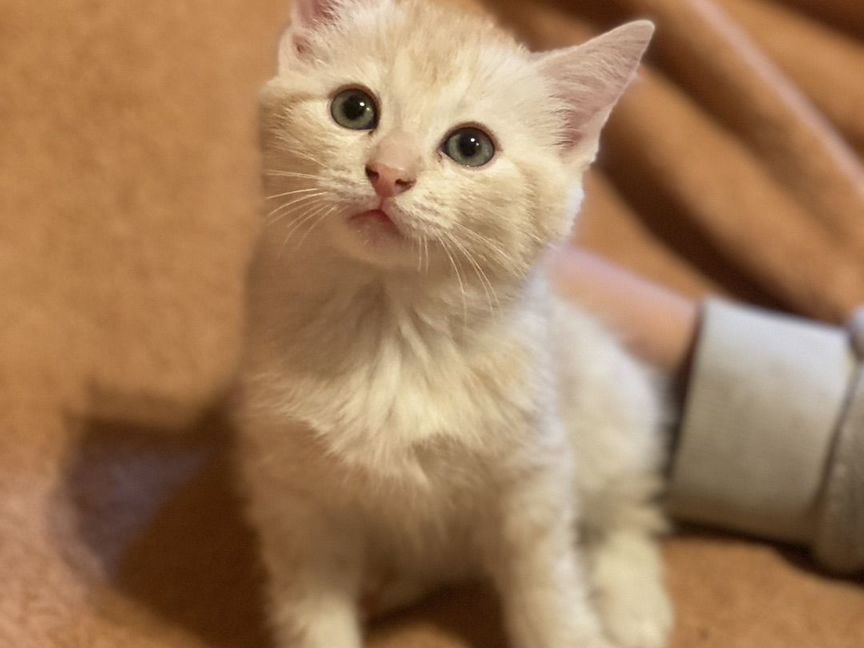 Котята в добрые руки даром