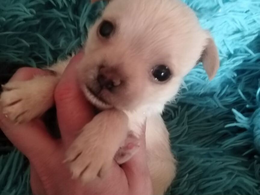 Мини той-терьер