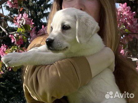 Щенки лабрадора 3 месяца