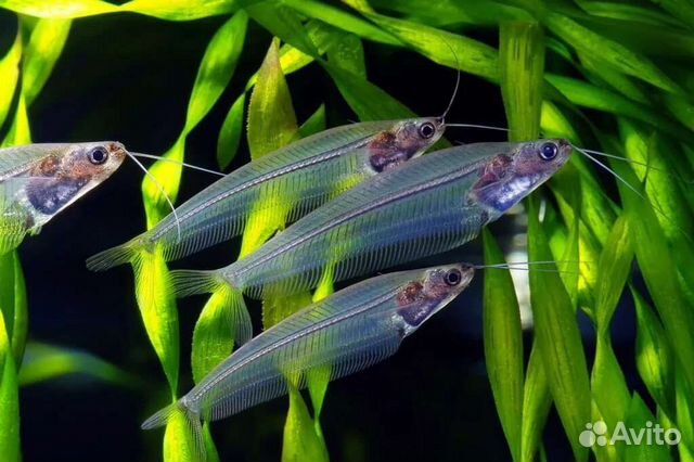 Стеклянный сом