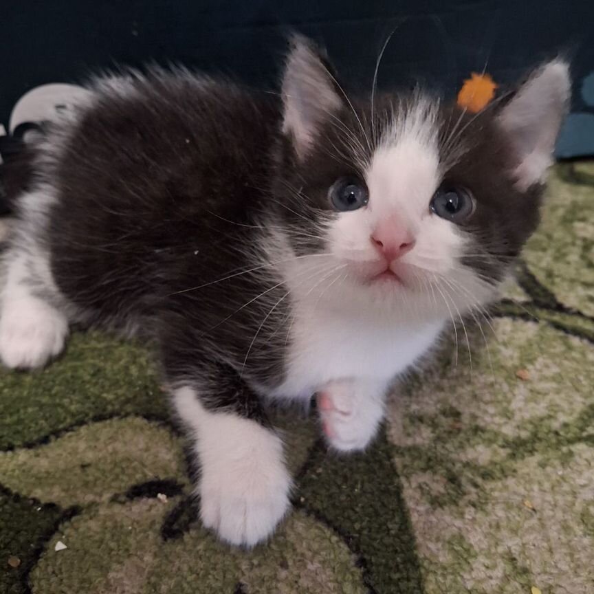 Котёнок в добрые руки