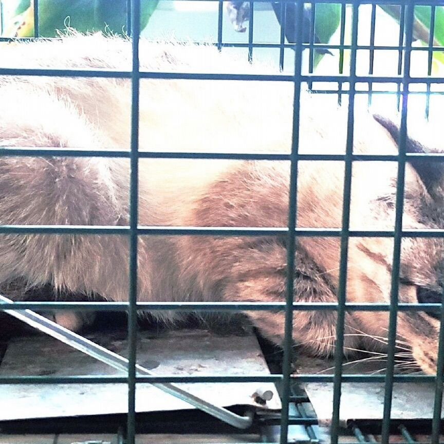 Кошка в добрые руки