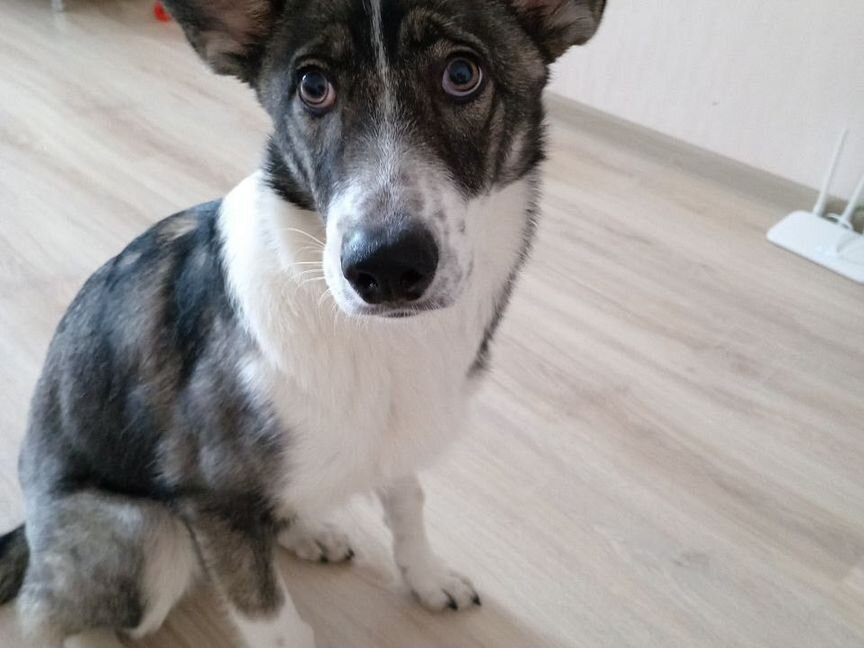 Щенок в добрые руки