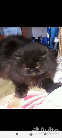 Персидский кот, бесплатно