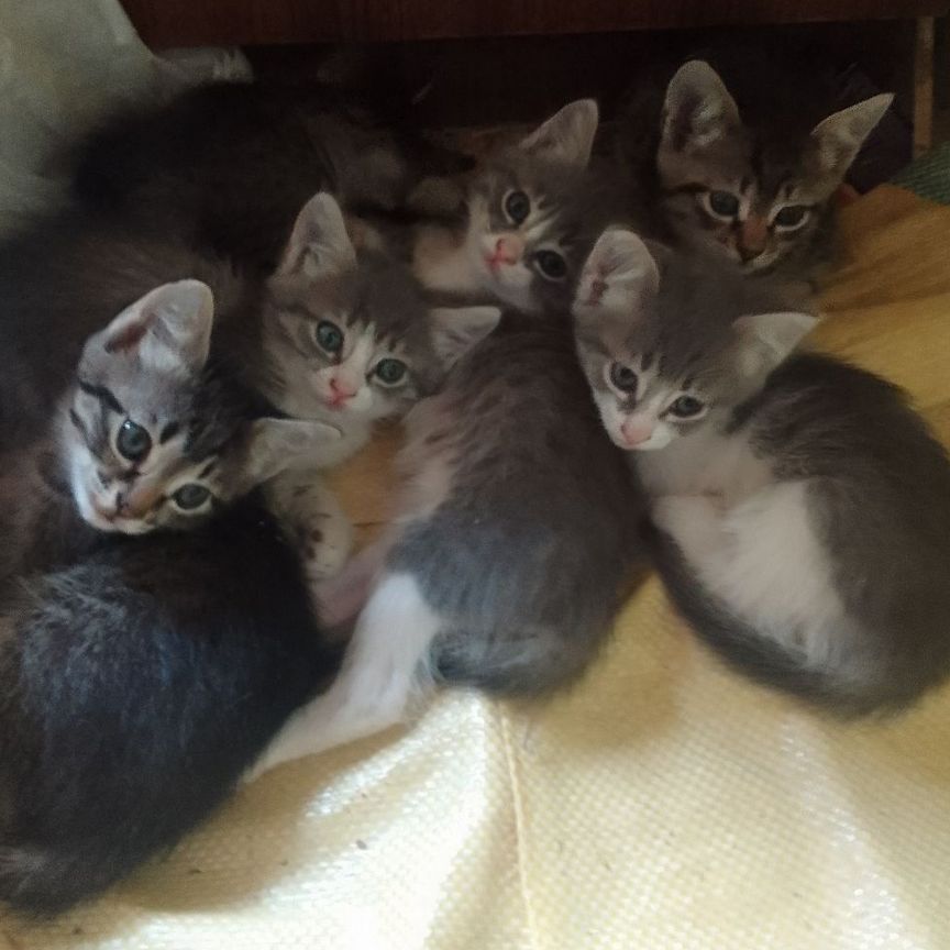 Котята в добрые руки