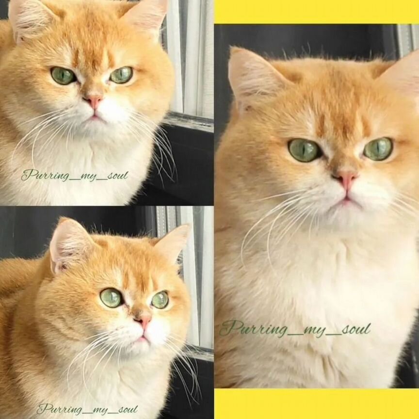 Британский короткошёрстный, взрослый кот