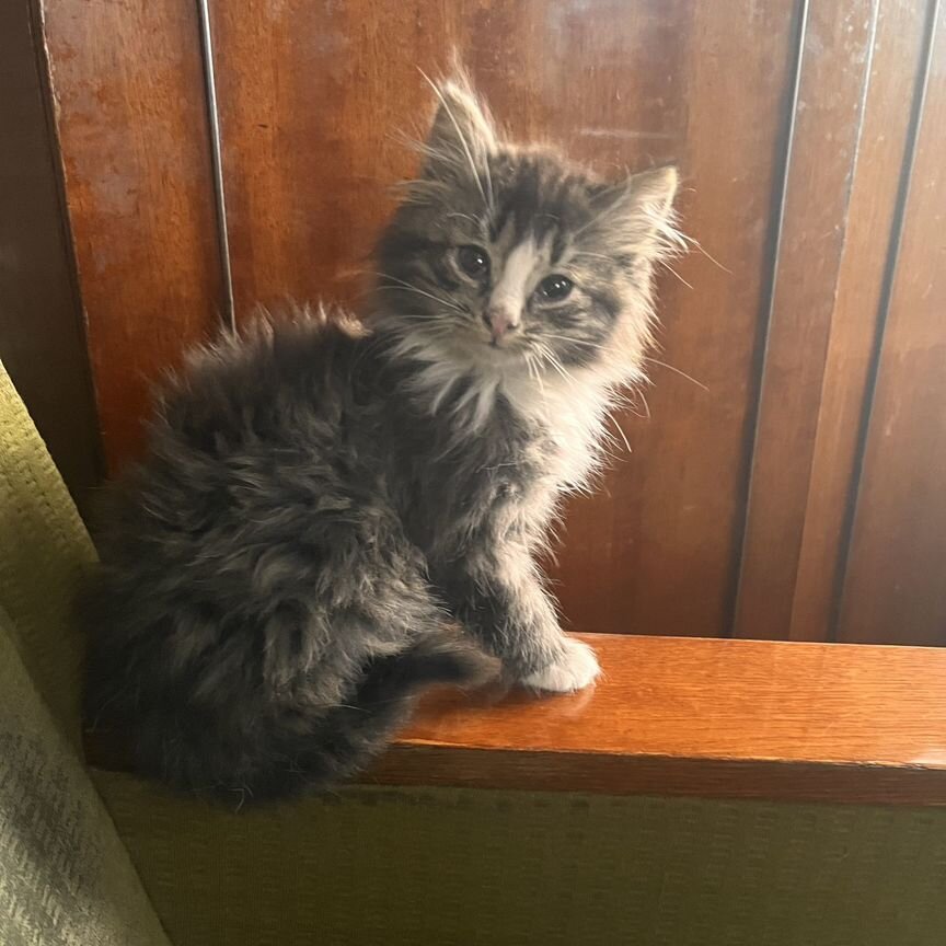 Отдам котика 3 мес