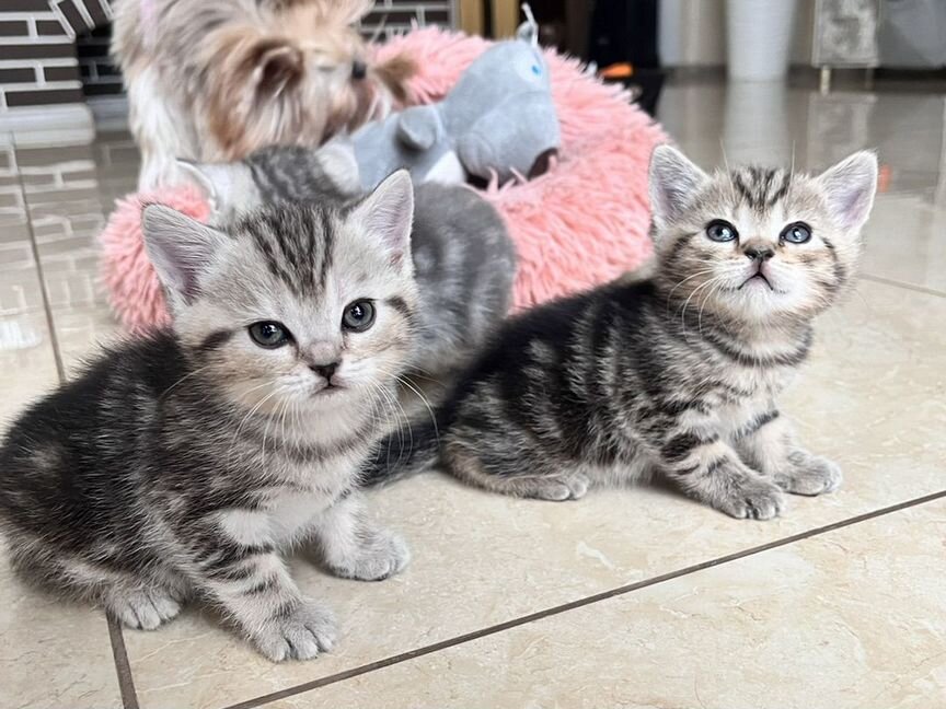Шотландские котята