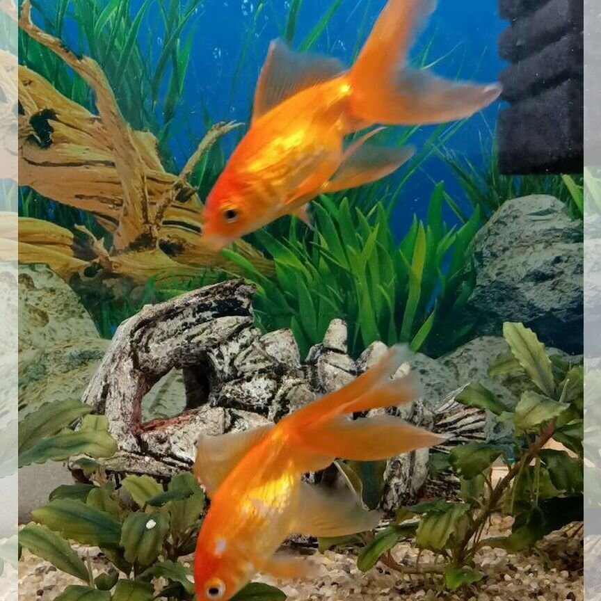 Золотая рыбка