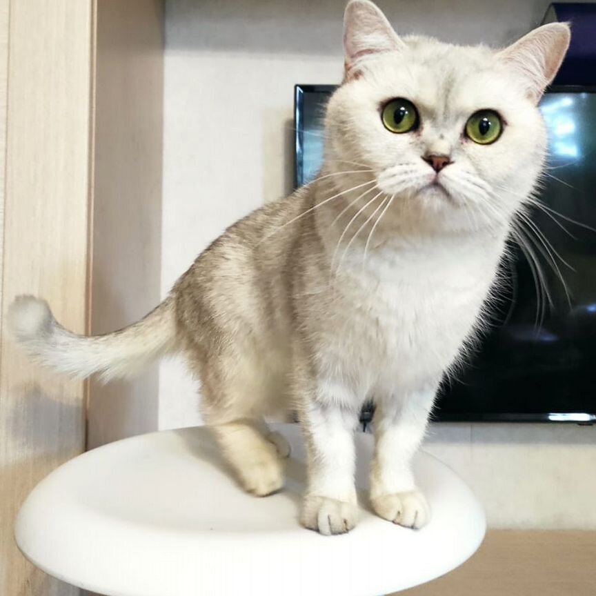 Кошечка в самые добрые и любящие руки
