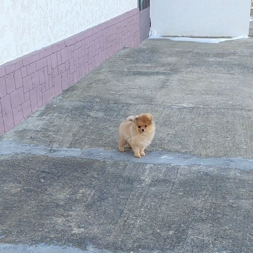 Девочка померанский шпиц